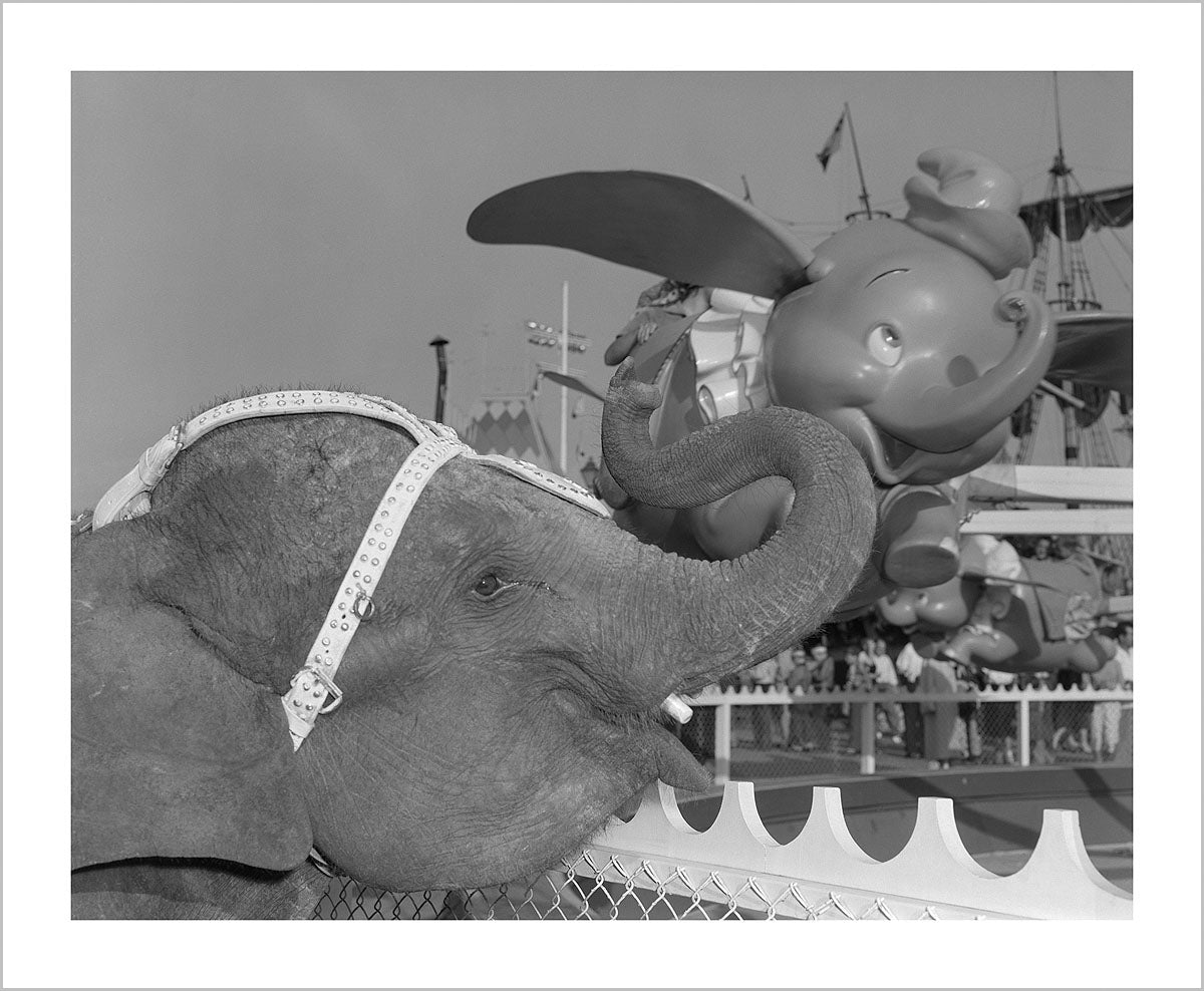 "Elephant & Dumbo" from Disney Photo Archives – Disney Fine Art